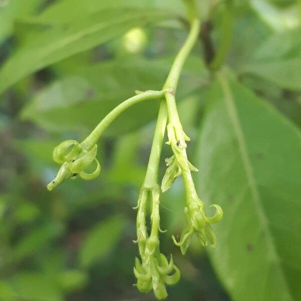 Racemose Cestrum (Cestrum Racemosum) Care Guide: Water, Soil ...