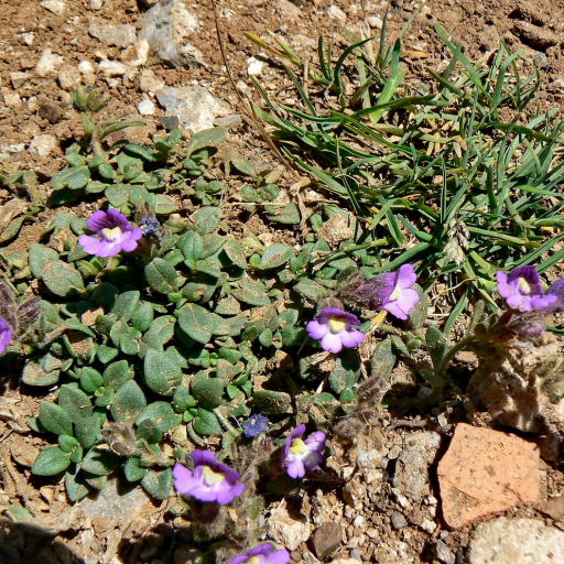 Hardy Banana (Musa Basjoo) Plant Care & How to Grow, Water
