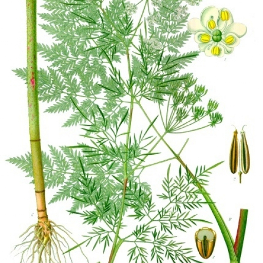 Turnip-root Chervil (Chaerophyllum Bulbosum) Plant Care & How to Grow ...