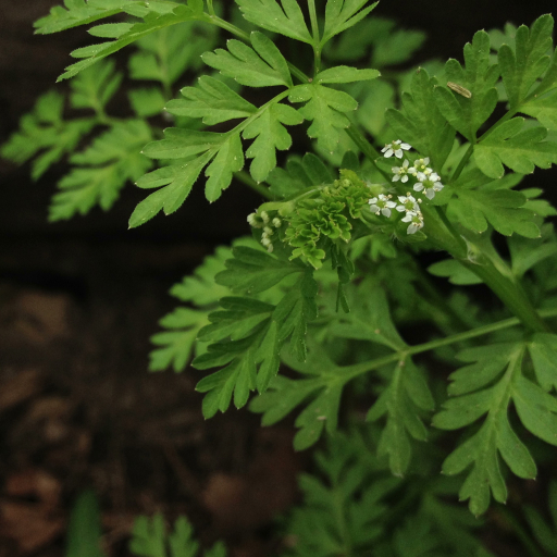 Spreading Chervil (Chaerophyllum Procumbens) Plant Care & How to Grow ...