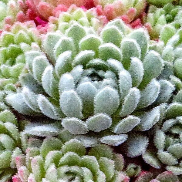 Chaloupkaea Aizoon Plant Care & How to Grow, Water