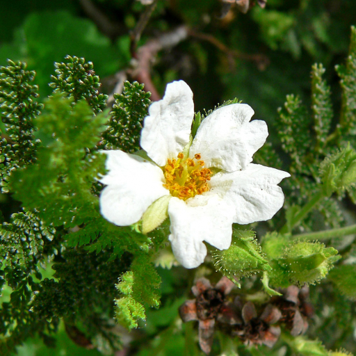 Sea Poison Tree (Barringtonia Asiatica) Plant Care & How to Grow, Water