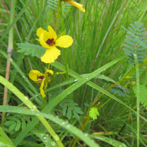Partridge Pea (Chamaecrista Fasciculata) Plant Care & How to Grow, Water