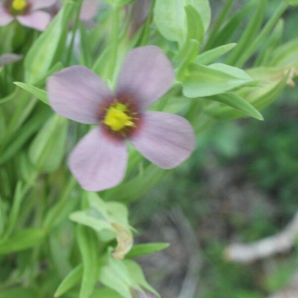 Texas Sensitive Pea (Chamaecrista Flexuosa) Plant Care & How to Grow, Water