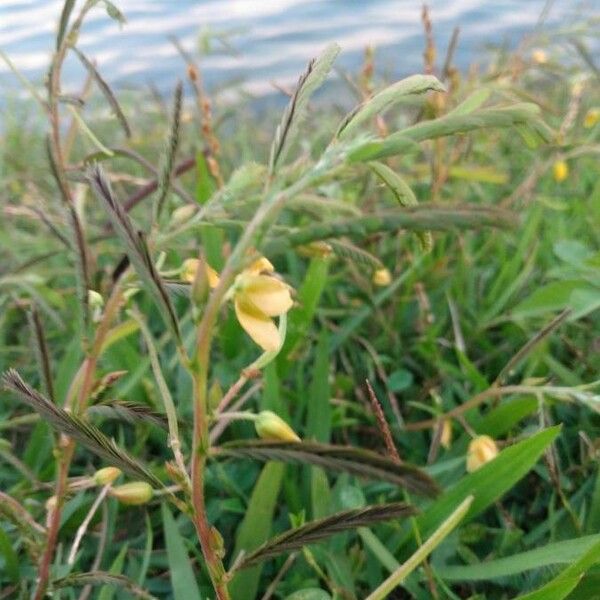 Chamaecrista (Chamaecrista Mimosoides) Plant Care & How to Grow, Water