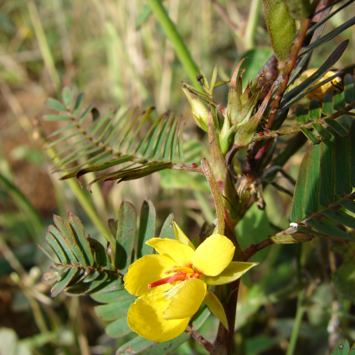 Sensitive Partridge Pea (Chamaecrista Nictitans) Plant Care & How to ...