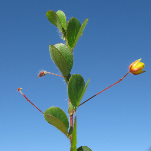Round-Leaf Cassia (Chamaecrista Rotundifolia) Plant Care & How to Grow ...