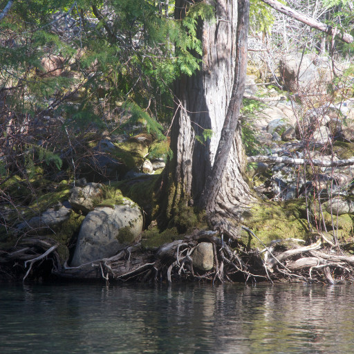 Lawson Cypress (Chamaecyparis Lawsoniana) Plant Care & How to Grow, Water