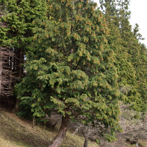 Hinoki Cypress (Chamaecyparis Obtusa) Plant Care & How to Grow, Water