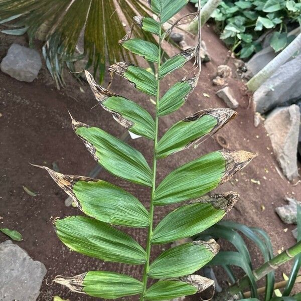 Chamaedorea Alternans Care Guide: Water, Soil & Propagation - Plantiary
