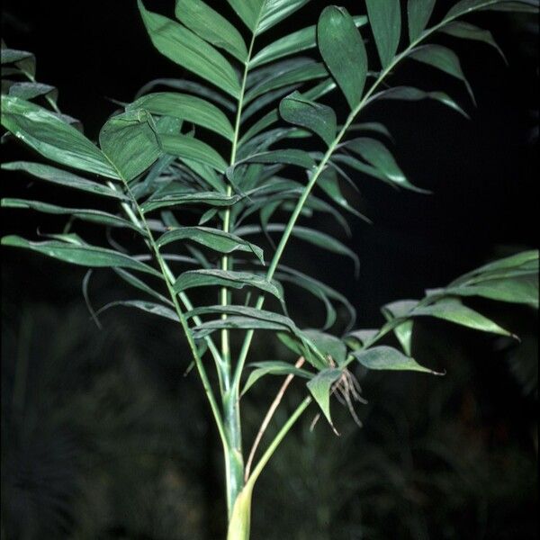 Climbing Chamaedorea (Chamaedorea Elatior) Care Guide: Water, Soil ...