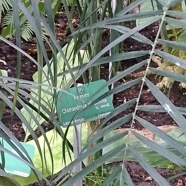 Glaucous Parlour Palm (Chamaedorea Glaucifolia) Plant Care & How to ...