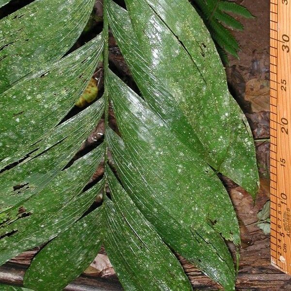 Chamaedorea Lucidifrons Plant Care & How to Grow, Water
