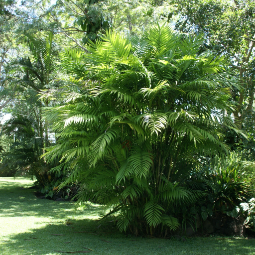 Pacaya Palm (Chamaedorea Tepejilote) Plant Care & How to Grow, Water
