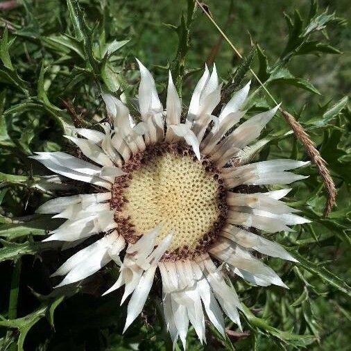 Chamaeleon Macrocephalus Plant Care & How to Grow, Water