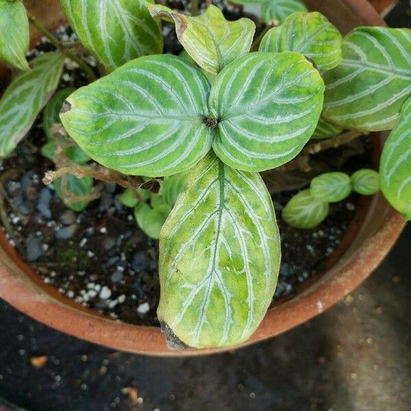 Chamaeranthemum Venosum Plant Care & How to Grow, Water