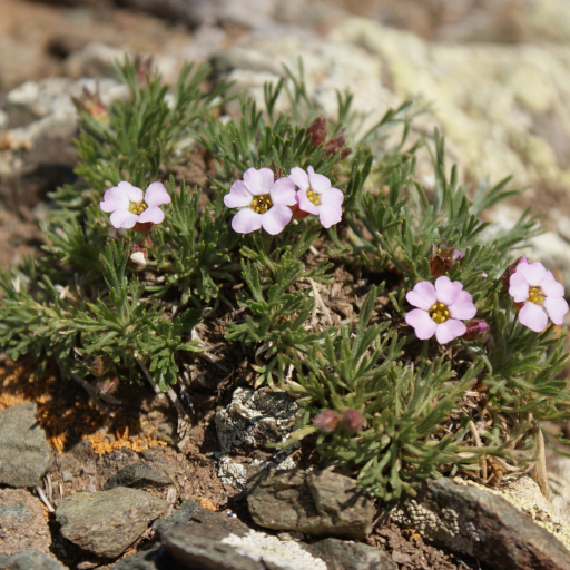 Chamaerhodos Altaica Care Guide: Water, Soil & Propagation - Plantiary