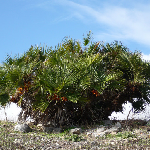European Fan Palm (Chamaerops Humilis) Plant Care & How to Grow, Water
