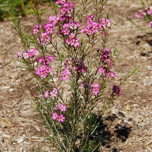 Geraldton-Wax (Chamelaucium Uncinatum) Plant Care & How to Grow, Water