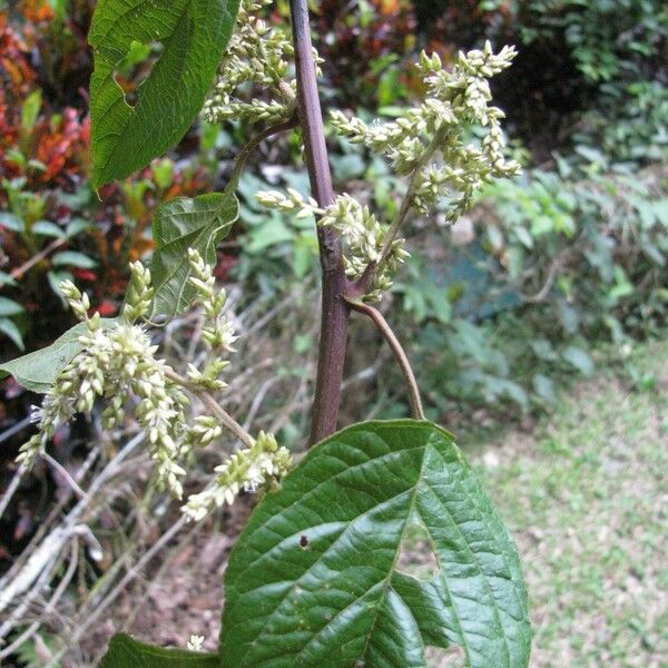 Chamissoa Acuminata Care Guide: Water, Soil & Propagation - Plantiary