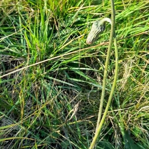Chaptalia Ignota Plant Care & How to Grow, Water