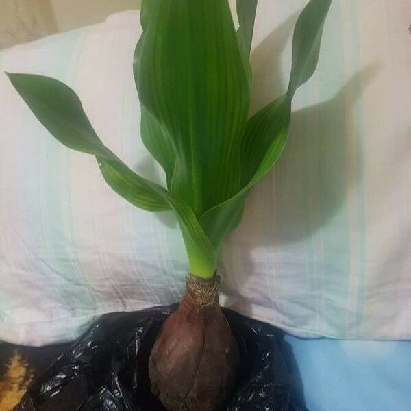 Charybdis Maritima Plant Care & How to Grow, Water