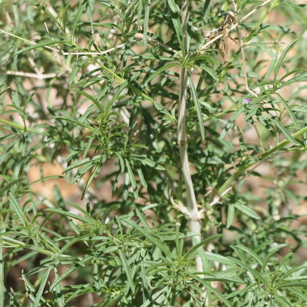 Chascanum Pinnatifidum Plant Care & How to Grow, Water