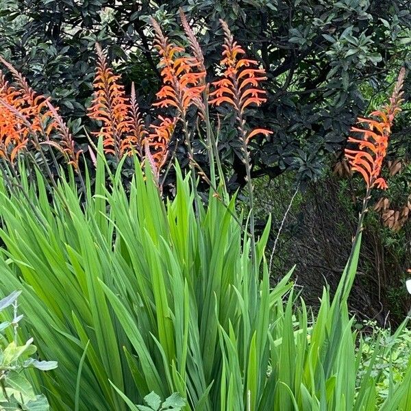 African Corn Flag Plant Care & How to Grow, Water