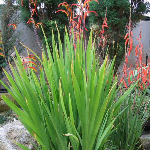 Bicolor Cobra Lily (Chasmanthe Bicolor) Plant Care & How to Grow, Water