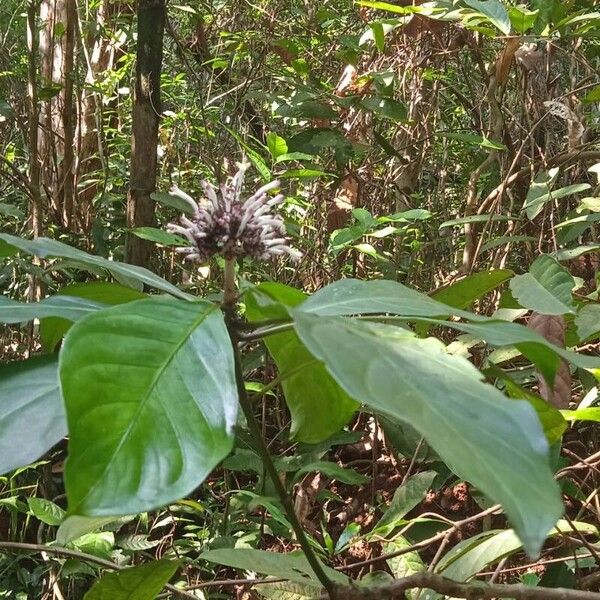 Curved Flower Woody Chassalia (Chassalia Curviflora) Plant Care & How ...
