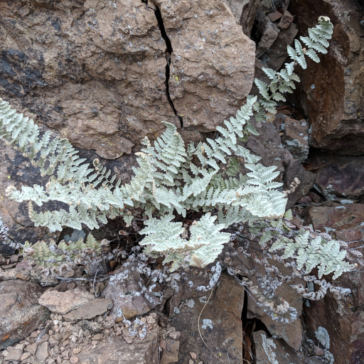 Eaton's Lipfern (Cheilanthes Eatonii) Plant Care & How to Grow, Water