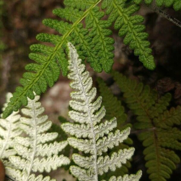 Cheilanthes Farinosa Care Guide: Water, Soil & Propagation - Plantiary