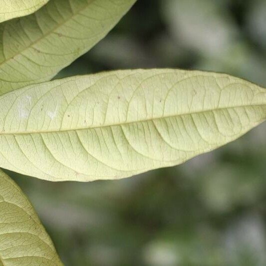 Saputa (Cheiloclinium Cognatum) Plant Care & How to Grow, Water