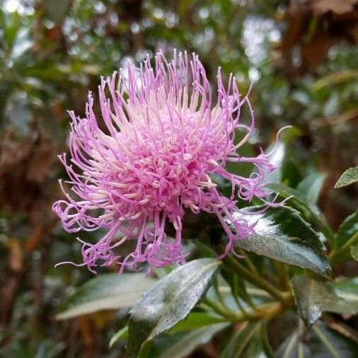 Cheirolophus Arbutifolius Plant Care & How to Grow, Water