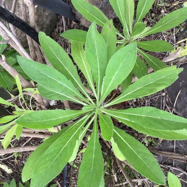 Cheirolophus Burchardii Plant Care & How to Grow, Water