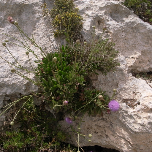 Maltese Centaury (Cheirolophus Crassifolius) Plant Care & How to Grow ...