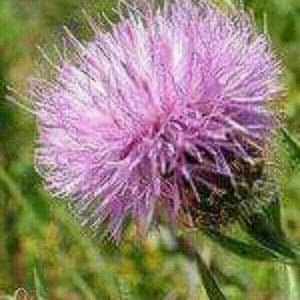 Cheirolophus Sempervirens Plant Care & How to Grow, Water