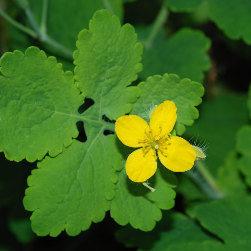 Greater Celandine (Chelidonium Majus) Plant Care & How to Grow, Water