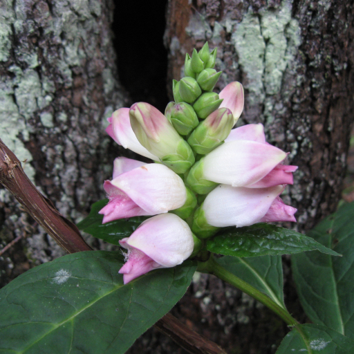White Turtlehead (Chelone Glabra) Plant Care & How to Grow, Water