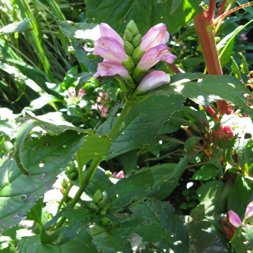 Pink Turtlehead (Chelone Lyonii) Plant Care & How to Grow, Water