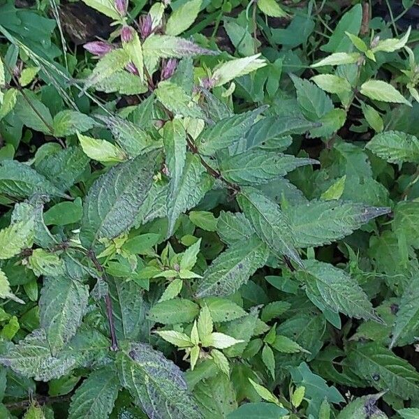 Chelonopsis Yagiharana Plant Care & How to Grow, Water