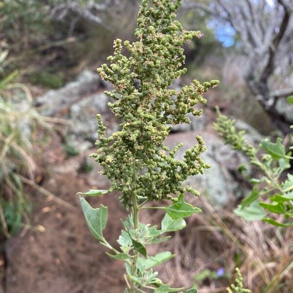 'Aweoweo (Chenopodium Oahuense) Plant Care & How to Grow, Water