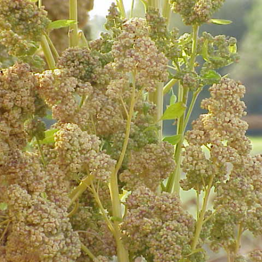 Quinoa (Chenopodium Quinoa) Plant Care & How to Grow, Water