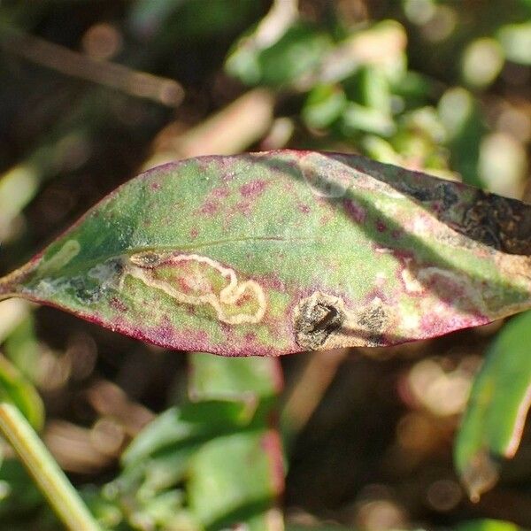 Striped Goosefoot (Chenopodium Strictum) Plant Care & How to Grow, Water