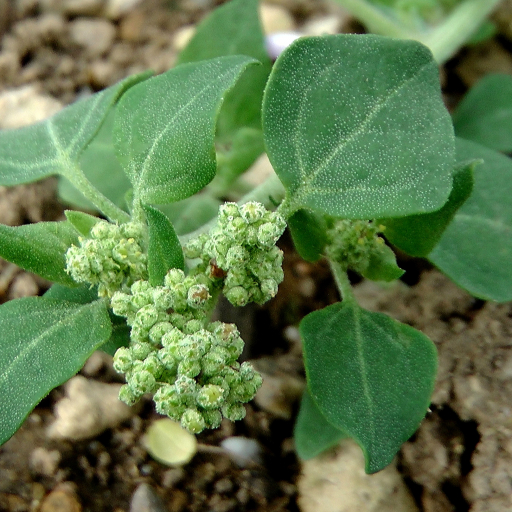 Arrach (Chenopodium Vulvaria) Plant Care & How to Grow, Water