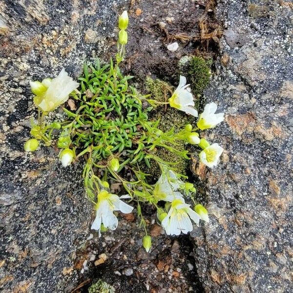 Alpine Stitchwort (Cherleria Obtusiloba) Plant Care & How to Grow, Water
