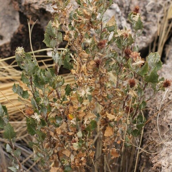 Chersodoma Candida Plant Care & How to Grow, Water