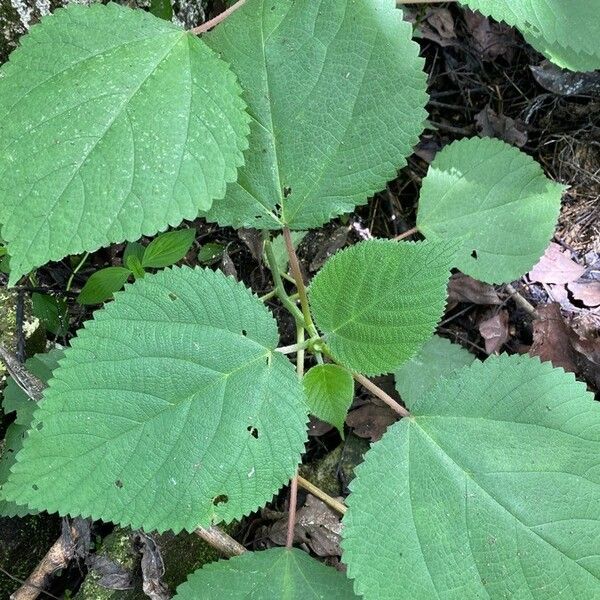 Chichicaste Grandis Plant Care & How to Grow, Water