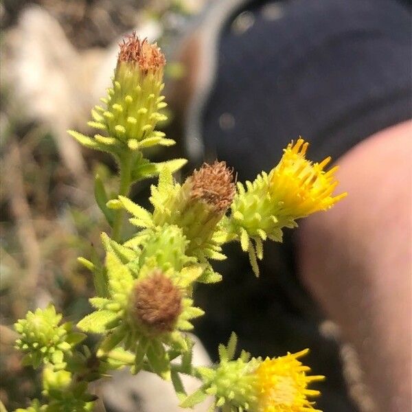 Té De Roca (Chiliadenus Glutinosus) Care Guide: Water, Soil ...