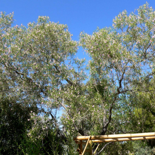 Desert Willow (Chilopsis Linearis) Plant Care & How to Grow, Water